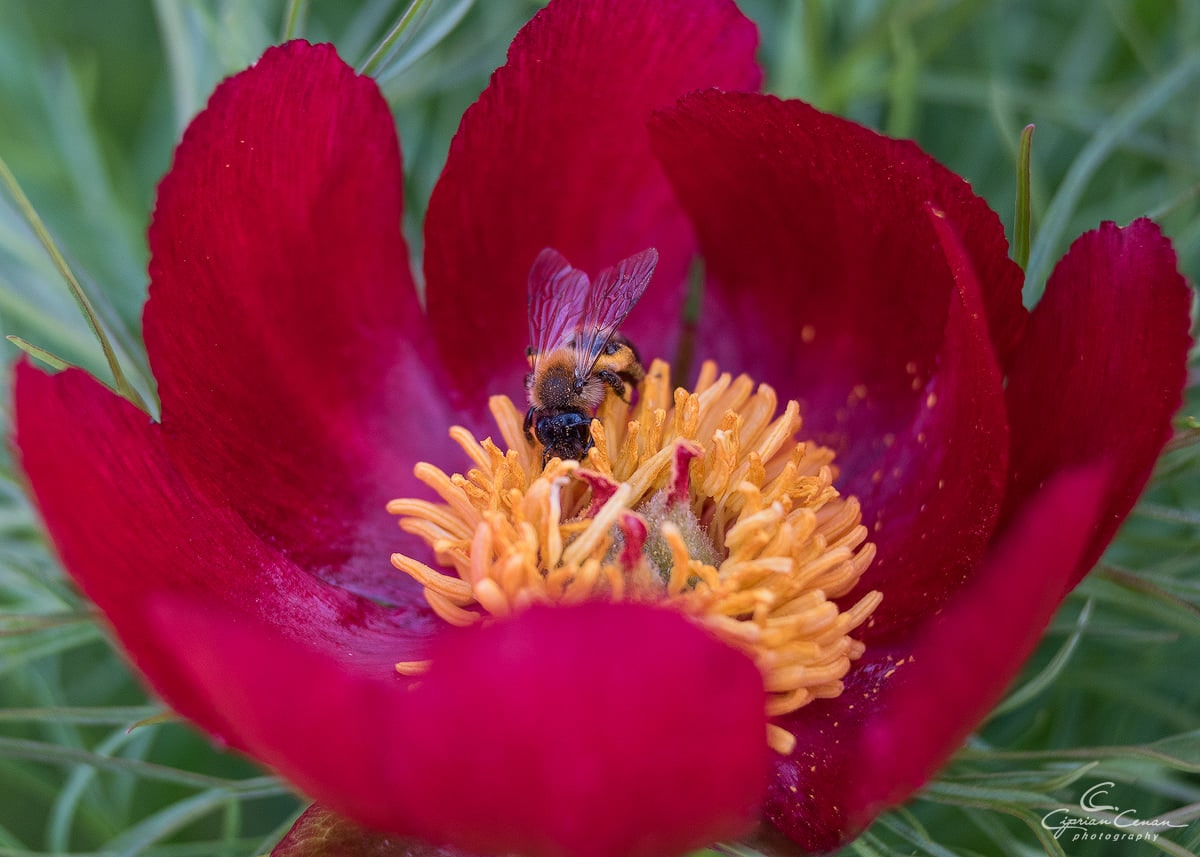 Peony – Romania’s National Flower? | Romania News Today